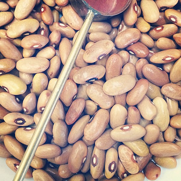 Yellow Arikara Bean Seeds (Phaseolus vulgaris cv.) – Monticello Shop